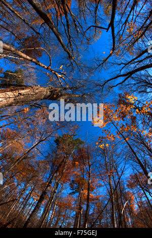 Wide angled Tree Tops Stock Photo - Alamy