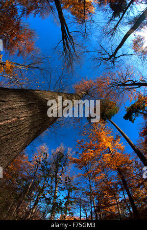 Wide angled Tree Tops Stock Photo - Alamy
