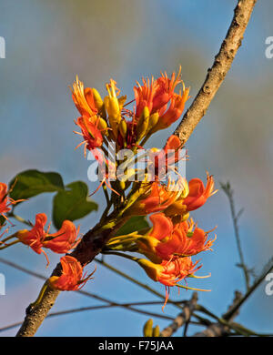 Black Bean Tree (Castanospermum australe) seeds in pod on forest floor ...