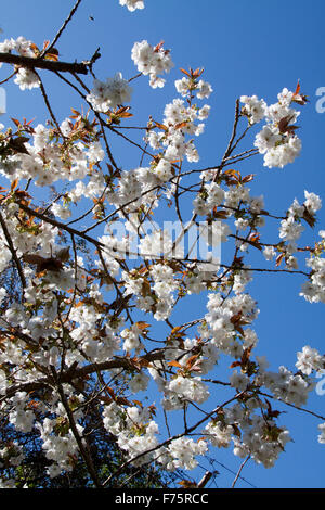 Bee on apple blossom. Rose Cottage Garden Diary Stock Photo - Alamy