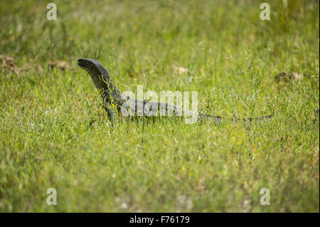 Botswana. Chobe National Park. Monitor lizard (Varanus varius) on the ...