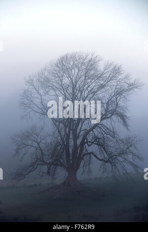 Evening mist forming in the Brathay Valley at Clappersgate near ...
