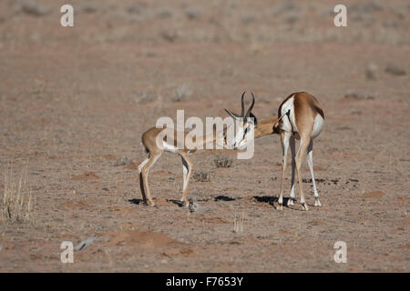 Springbok smelling newborn baby in Kalahari Gemsbok National Park South ...