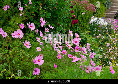 Pink and purple Coreopsis flowers growing in a garden in late summer ...