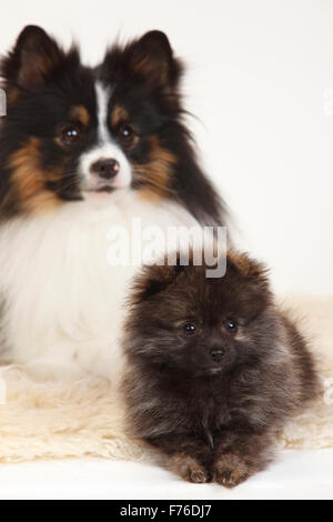 MINIATURE GERMAN SPITZ DOG, ADULT STANDING ON GRASS Stock Photo - Alamy