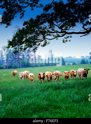 Irish Beef Cattle, County Down, Northern Ireland Stock Photo - Alamy