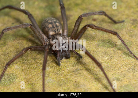 Giant European house spider, cobweb spider, female, Hauswinkelspinne ...