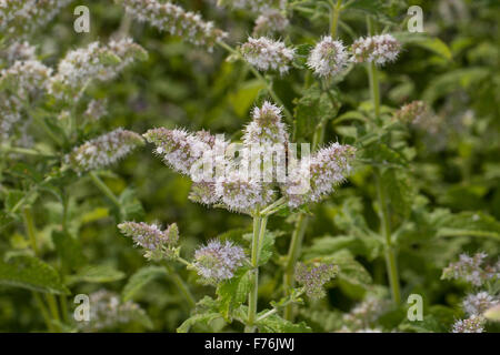 Cuban Mint, Mojito Mint, Bowles mint, Hain-Minze, Hainminze, Zottige ...