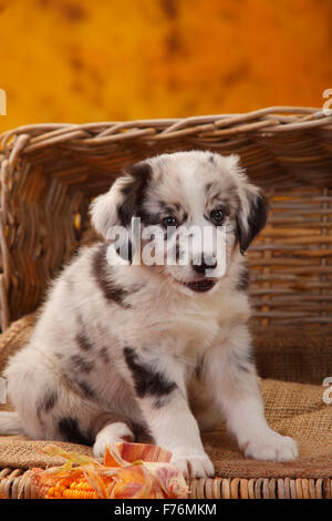 Miniature Australian Shepherd Puppy Stock Photo - Alamy