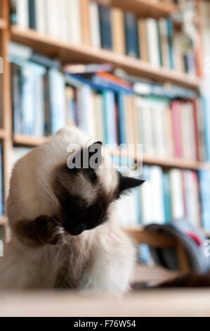 birman cat in front of white background Stock Photo - Alamy