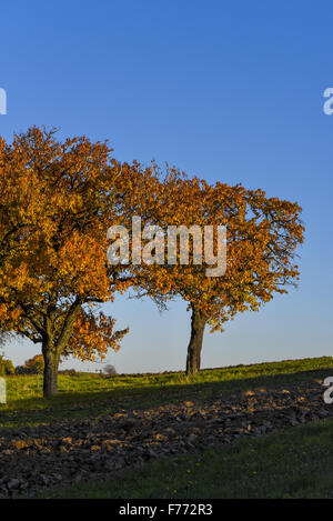 Cherry tree, Rosalia, Lower Austria, Austria, Forchtenstein Stock Photo ...
