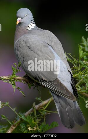 Common Wood Pigeon - European Wood pigeon (Columba palumbus - Columba ...