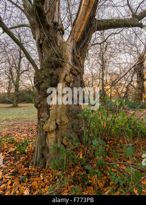 Sweet Chestnut tree in Kensington Gardens in winter Stock Photo - Alamy