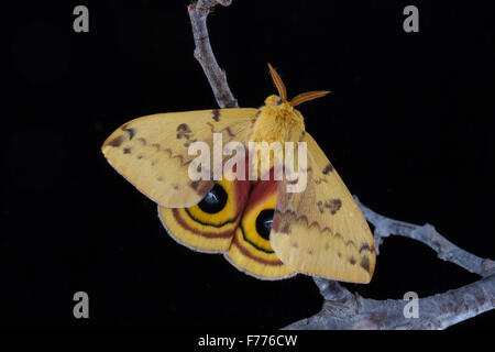 Automeris Io - Male Io Moth -- Yellow Fuzzy Moth on white background ...