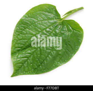 wild betel, la lot, piper lolot, lolot pepper, piper sarmentosum ...