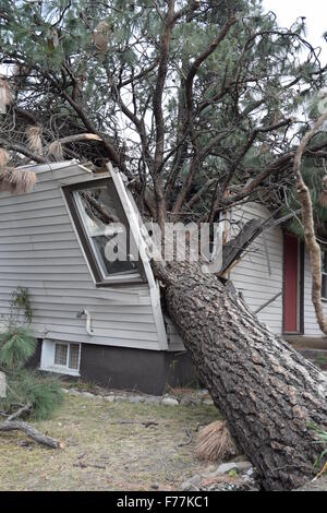 Storm damaged house from a fallen tree following severe tropical storm ...