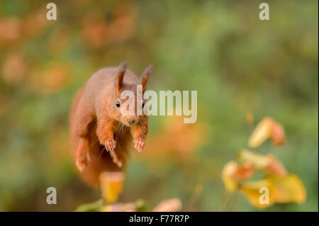 Leaping red squirrel, jumping frontal towards the viewer Stock Photo ...