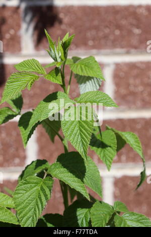 raspberry bush with young green leaves. isolated on white Stock Photo ...
