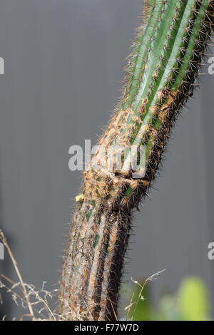 Close up of broken Echinopsis (Trichocereus) spachian cactus being cut ...