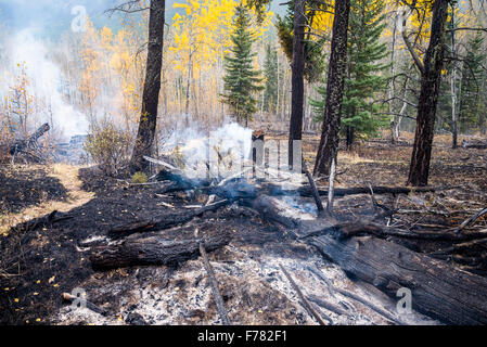 Aftermath of prescribed burn area, Banff National Park, Alberta, Canada ...