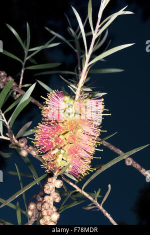Scarlet Bottlebrush - Callistemon rugulosus - syn C. macropunctatus ...