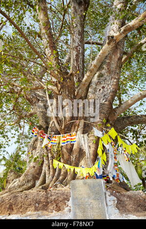 Sri Lanka, Koggala - bodhi tree in Nawamunise Purana Temple Stock Photo ...