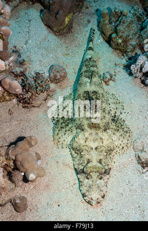 Indian ocean crocodilefish (papilloculiceps longiceps Stock Photo - Alamy