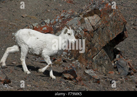 Dall sheep mountain goats wild Canada Yukon ewes Stock Photo - Alamy