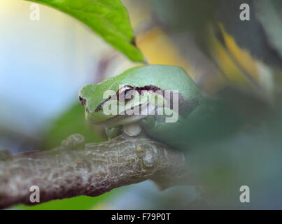 Savigny’s or Middle East Tree Frog - Hyla savignyi on large trumpet ...