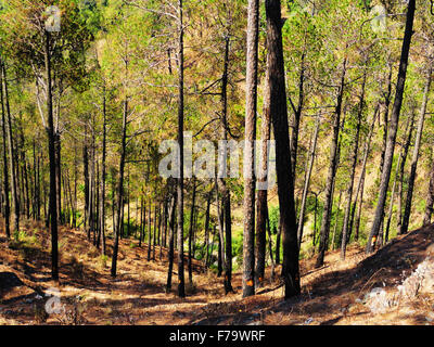Pine trees in a forest, Shimla, Himachal Pradesh, India Stock Photo - Alamy