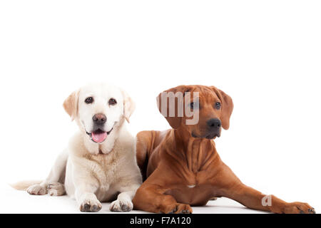Rhodesian Ridgeback Dog Photographed in a Professional Studio ...