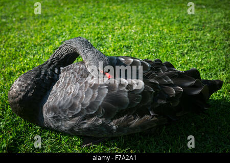 Cygne noir - Black Swan - Cygnus atratus Stock Photo - Alamy