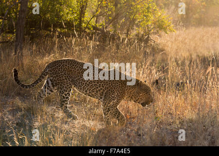 Side view of a Spotted leopard walking away, Panthera pardus, isolated ...