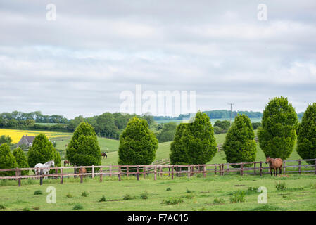 A Thoroughbred mare and foal grazing in a paddock Stock Photo - Alamy