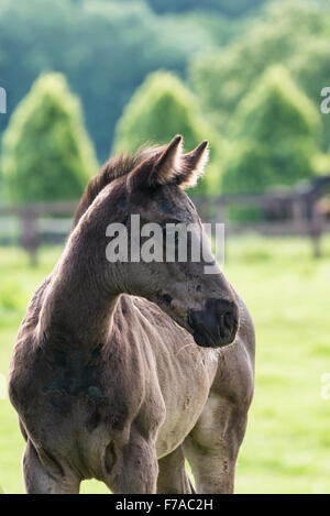 Portrait of a thoroughbred colt . Newborn horse. The beautiful foal is ...