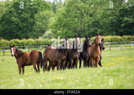 thoroughbred young horses running in a field in Provence Stock Photo ...