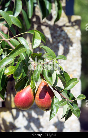 Red pears grow and ripening on a tree in a beautiful fruit summer ...