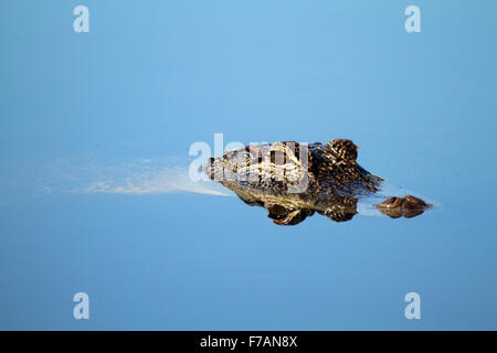 Young Alligator relaxing in perfectly calm waters Stock Photo - Alamy