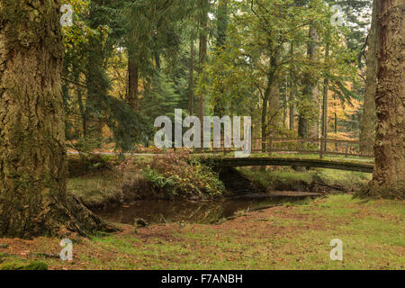 New Forest, Blackwater Bridge, Rhinefield Ornamental Drive,, Hampshire ...