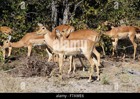 Herd of impalas at Moremi Game Reserve, Botswana Stock Photo - Alamy