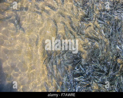 Fish farm for breeding for rainbow trout and salmon fry in net cages ...