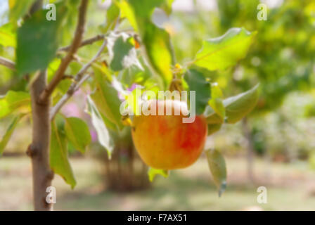 sun rays on apple tree leaves in garden with rain in background ...