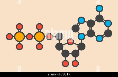 Adenosine diphosphate (ADP) molecule. Plays essential role in energy ...