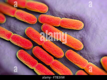 Lactobacillus bulgaricus bacteria, computer illustration Stock Photo ...