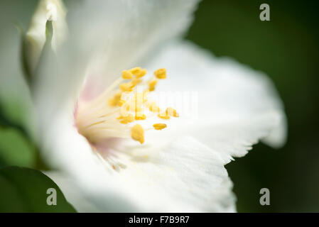 Close-up of pure white Philadelphus blooms with yellow stamens set ...
