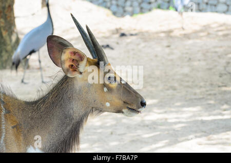 Young gazelle in profile Stock Photo - Alamy