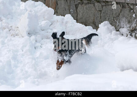 Black pet dog with snow.. Playing with the snow. Adorable dog enjoying ...
