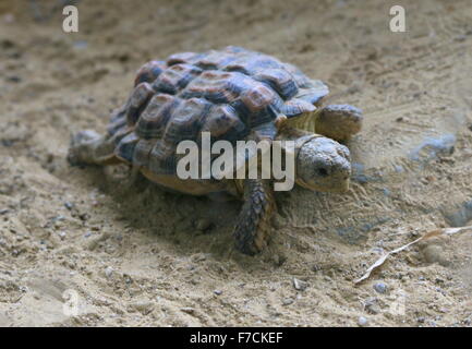South African Speckled Cape Tortoise or Speckled Padloper ( homopus ...
