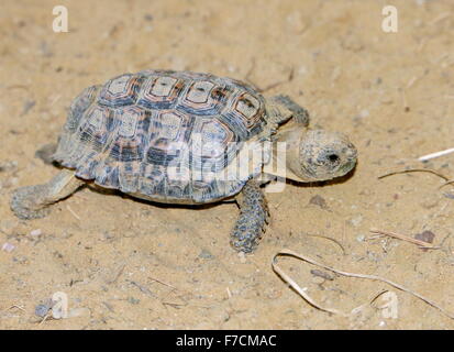 South African Speckled Cape Tortoise or Speckled Padloper ( homopus ...