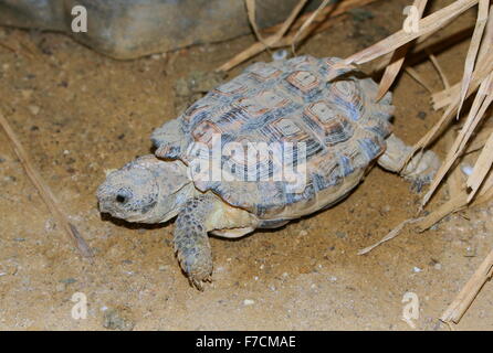 South African Speckled Cape Tortoise or Speckled Padloper ( homopus ...